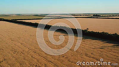 Agricultural Fields Aerial View. Rectangular Fields of Different ...