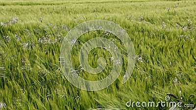 Agriculture - Wind - Crop of Barley Stock Video - Video of grass, wind ...