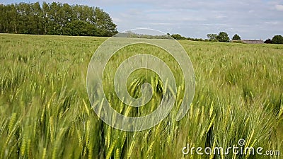 Agriculture - Wind - Crop of Barley Stock Video - Video of grass, wind ...