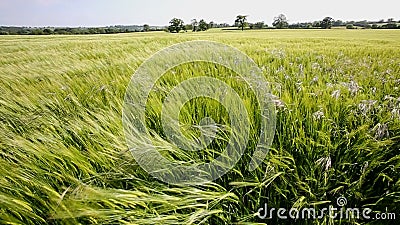 Agriculture - Wind - Crop of Barley Stock Video - Video of grass, wind ...