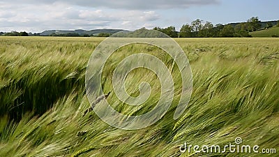 Agriculture - Wind - Crop of Barley Stock Video - Video of grass, wind ...