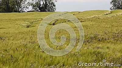 Agriculture - Wind - Crop of Barley Stock Video - Video of grass, wind ...