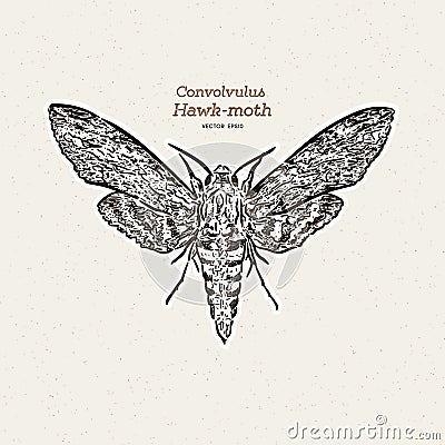 Agrius Convolvuli, The Convolvulus Hawk-moth Is A Large Hawk-moth. Hand ...