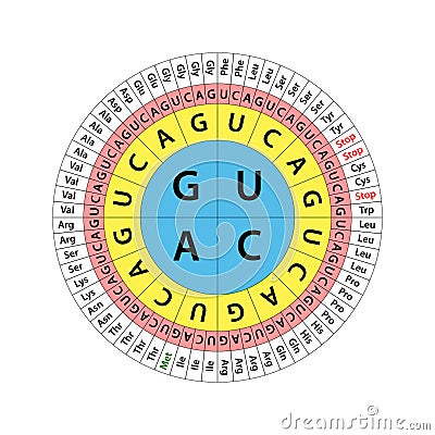The Genetic Code Chart. Royalty-Free Stock Photo | CartoonDealer.com ...