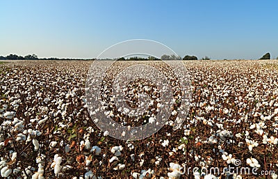 Alabama Cotton Field Royalty Free Stock Photography - Image: 16672317