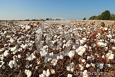 Alabama Cotton Field Stock Photo - Image: 16672360