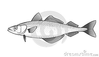 Alaska Pollack Sketch, Hand Drawn Fish, Pollock Seafood Menu, Fish In ...