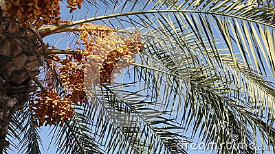 Albero Della Palma Da Datteri Archivi Video - Video di esterno, gruppo ...