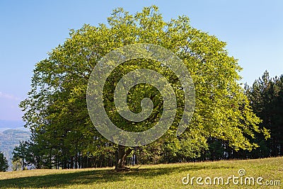 Albero Di Noce Fotografie Stock - Immagine: 23611733