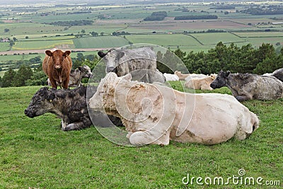 Albino Bull Stock Photos - Image: 31988933