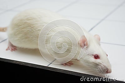 Albino Laboratory Rat Looking On Open Field Board Royalty Free Stock ...