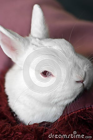 Albino Rabbit Royalty Free Stock Photos - Image: 4941708