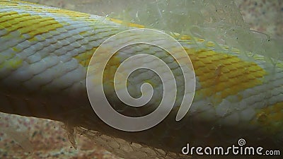 The Albino Royal Yellow Python Changes Skin. the Pythonidae is a Family ...
