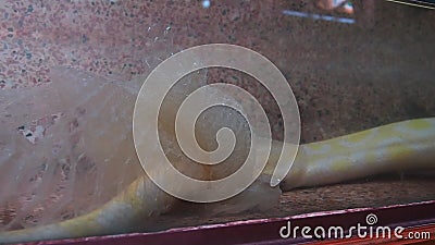 The Albino Royal Yellow Python Changes Skin. the Pythonidae is a Family ...