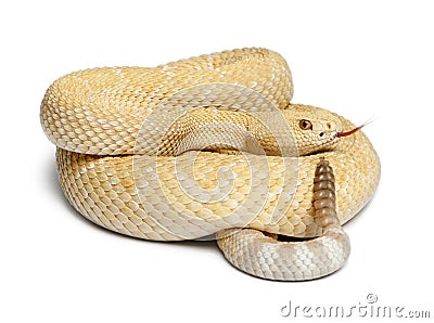 Big Western Diamondback Rattlesnake Stock Image - Image of viperidae ...