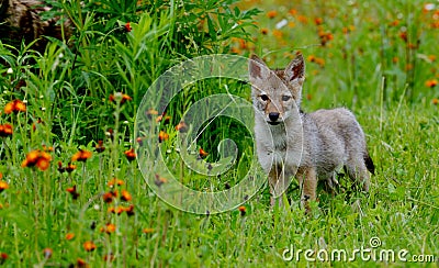 Alert Wolf Pup In A Field Of Orange Wildflowers. Royalty-Free Stock ...