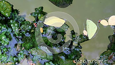 Algae Covered Leaves Floating On Planktonic Water Stock Footage - Video ...