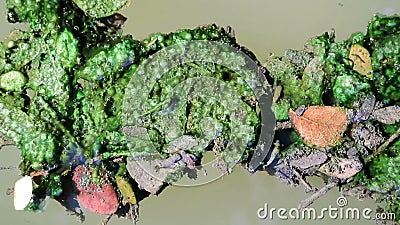 Algae Covered Leaves Floating on Planktonic Water Stock Video - Video ...