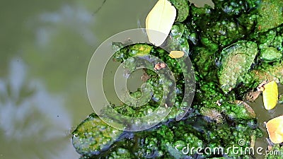 Algae Covered Leaves Floating on Planktonic Water Stock Footage - Video ...
