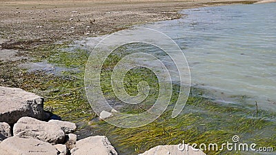 Algae Formed in the Lake, Fresh Water Algae Stock Video - Video of ...
