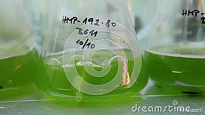 Algae Growth in Vitro Test-tube Oxygen Bubbles, Tube, Science Modern ...