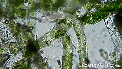 Algae stock video footage. Video of micro, cells, chlorophyll - 36271853