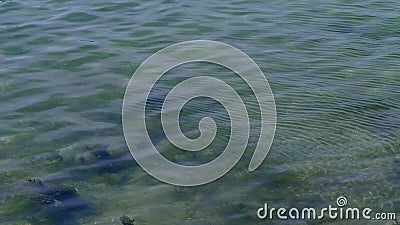 Algae Under the Surface of Clear Sea Water, Video Stock Footage - Video ...