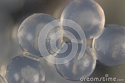 Alginate Is A Cell Wall Component Of Marine Brown Algae For Education ...