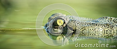 Aligator Royalty Free Stock Photo - Image: 18057595