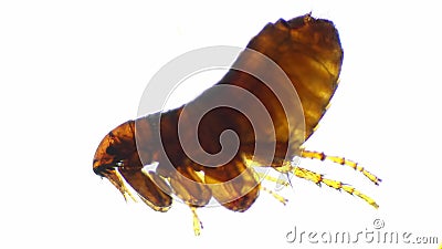 Alive Flea Moving Legs and Scrawling is Filmed on White Background ...
