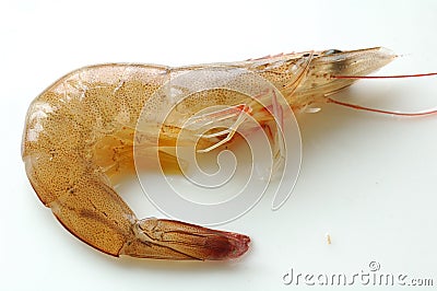 Alive Shrimp Royalty Free Stock Image - Image: 4748476