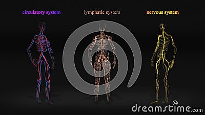 All human body systems stock footage. Video of generated - 102396920