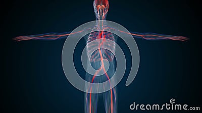 All Human Body Systems. Transition Body - Circulatory System - Body ...