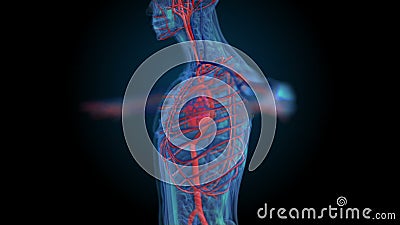 All Human Body Systems. Transition Body - Circulatory System - Body ...