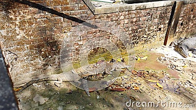 Alligator or Crocodile Having Shower Taking Bath Stock Video - Video of ...