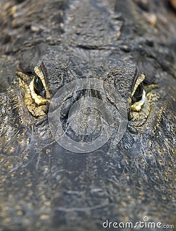 Alligator Eyes Stock Photos - Image: 4836223
