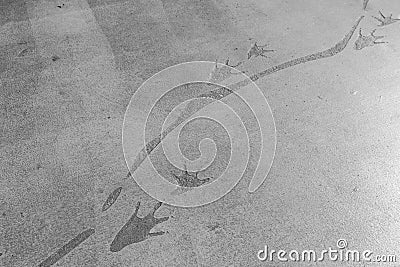 Alligator Footprints Stock Photo - Image: 49322941