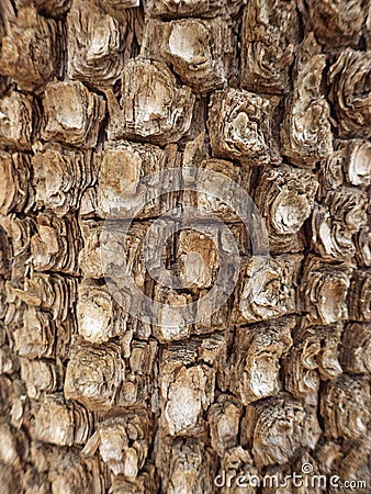 Alligator Juniper Tree Bark Up Close - Sedona, Arizona Royalty-Free ...
