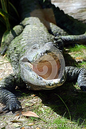 Alligator Mouth Stock Image - Image: 603151