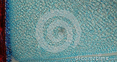 Almond pulp stock footage. Video of thin, macro, transmitted - 205436704