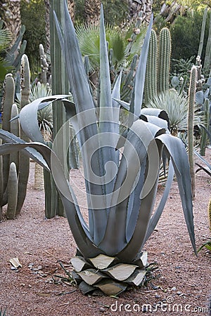 Aloe Vera Cactus Plant Stock Image - Image: 3591871
