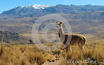 Alpaca On Mountain Top Royalty Free Stock Photos - Image: 29848318