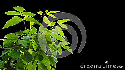 Alpha tree leaves stock video. Video of backgrounds - 149951135