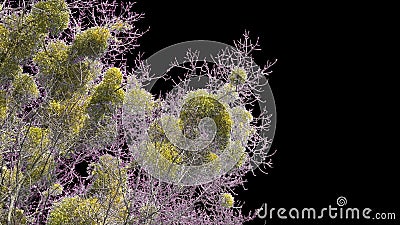 Tree Branch on Alpha Channel Stock Video - Video of isolated, cutout ...