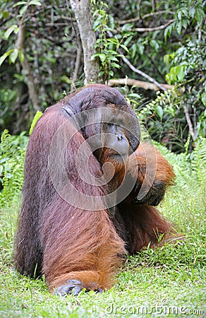 Alpha-male Of The Orangutan. Stock Images - Image: 18779104