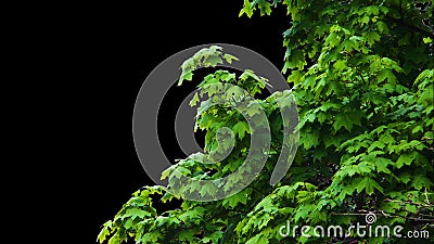Alpha tree leaves stock footage. Video of design, animation - 149951738