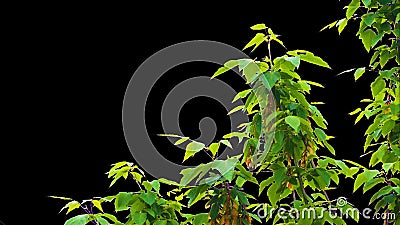 Alpha tree leaves stock footage. Video of channel, growth - 149954718