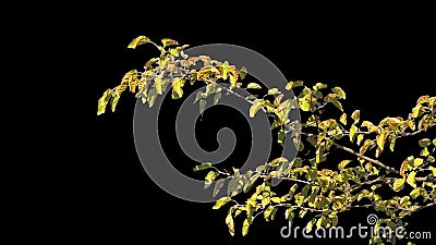 Alpha tree leaves stock footage. Video of gardening - 151298798