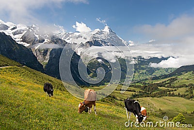 Alps In Switzerland Royalty Free Stock Photo - Image: 20292515