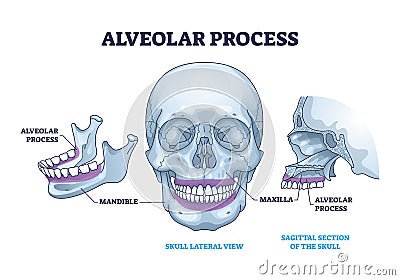 Alveolar Process With Anatomical Head Bone Ridge For Teeth Outline ...